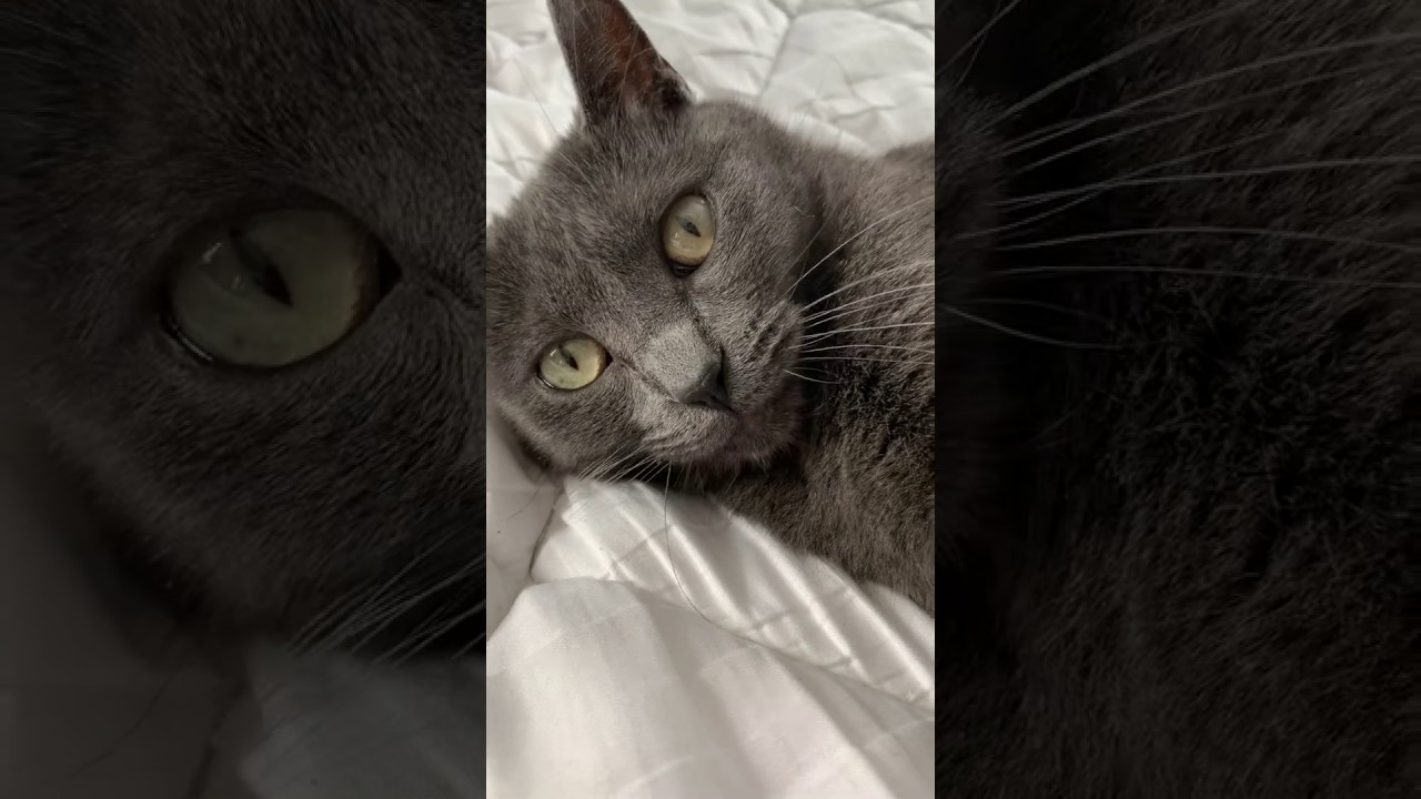 Our Cat Purdy!!! - YouTube