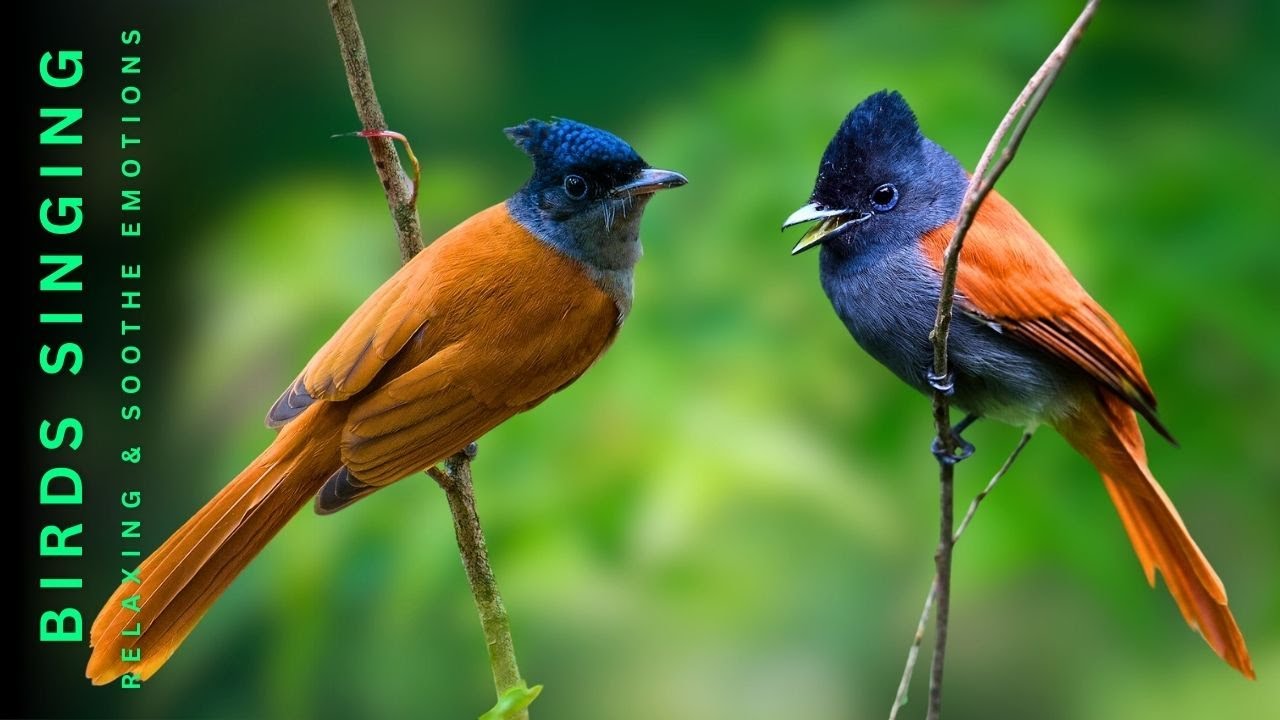 Sounds of Green Forest and Birds Singing - Great Nature Sounds for a ...
