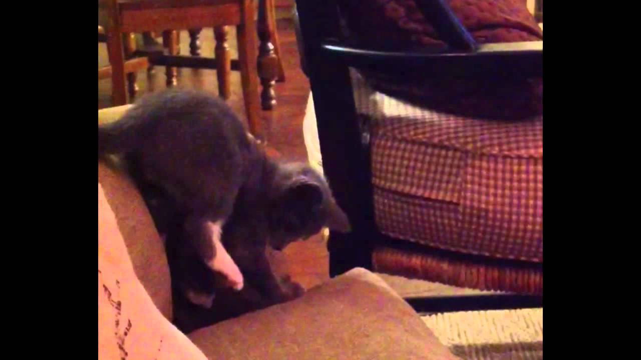 Cute Kitten Falls off of Couch - YouTube