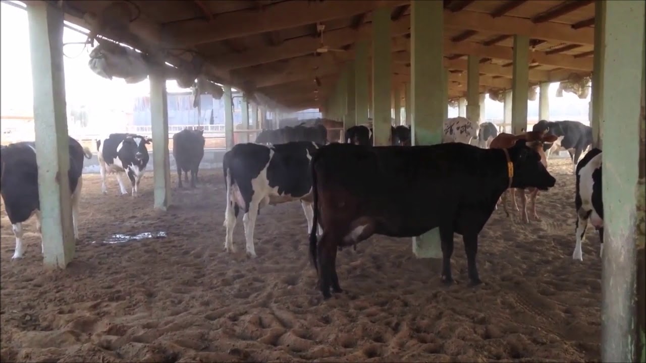 Evaporative cooling system for cow by The Micro Dairy UAE - YouTube