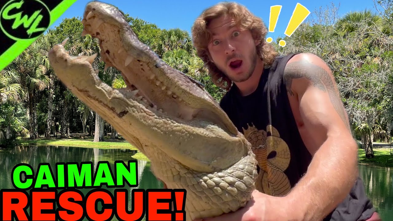 CROC RESCUE!🐊 - YouTube