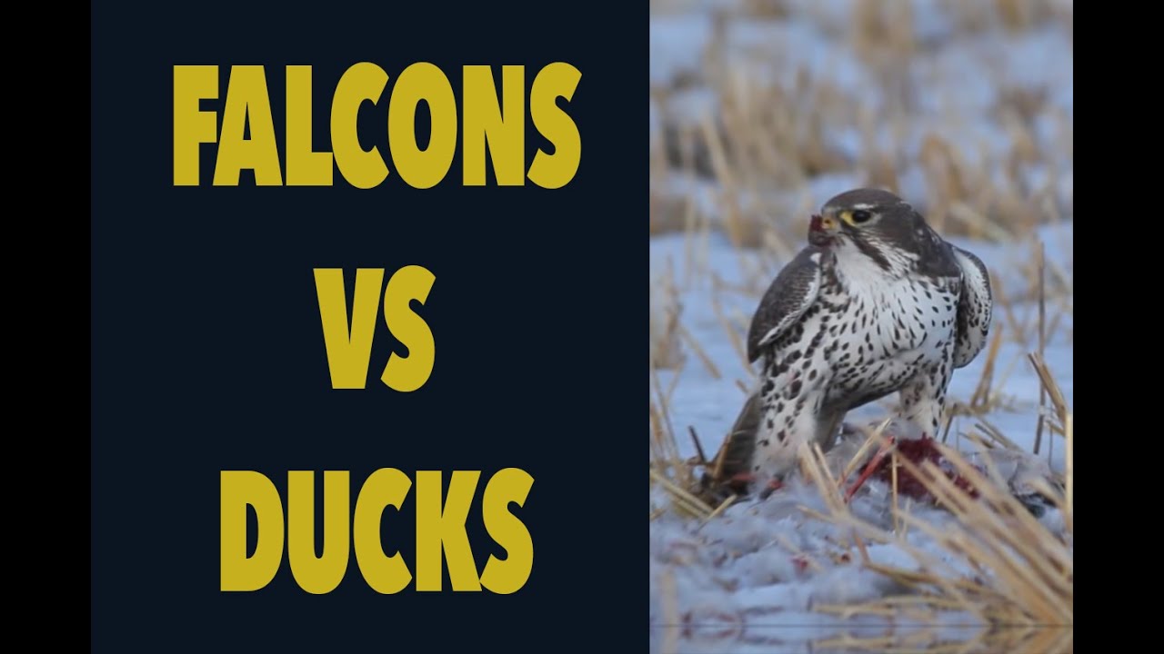 Prairie falcons hunting Mallards compilation. SLOW MOTION STUDY.. - YouTube