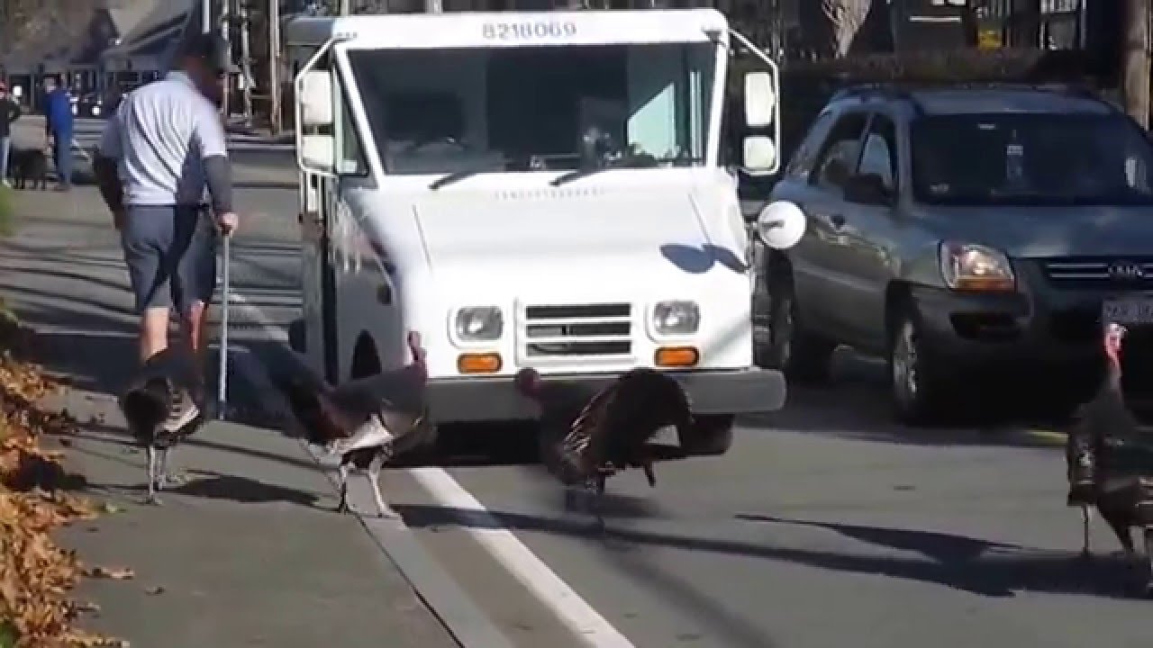 Turkeys Attack Mailman || Turkey Attack Falmouth Mailman Every day ...