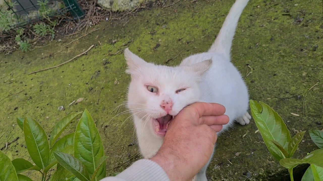 White cat is very hesitant about attacking or being friendly. - YouTube