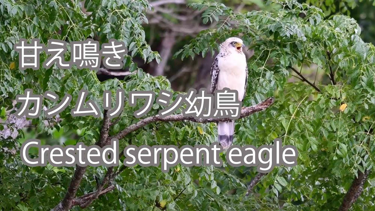 【甘え鳴き】8月末 カンムリワシ幼鳥 Crested serpent eagle - YouTube