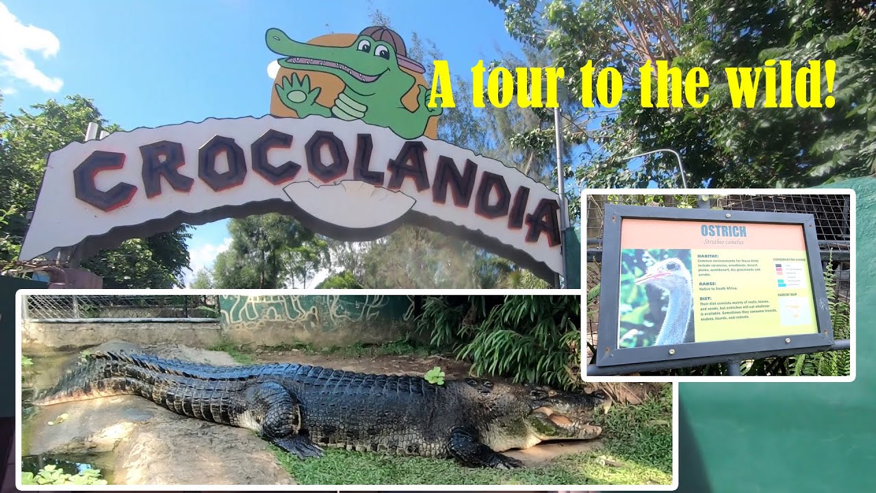 Crocolandia in Talisay City Cebu Walking Tour - YouTube