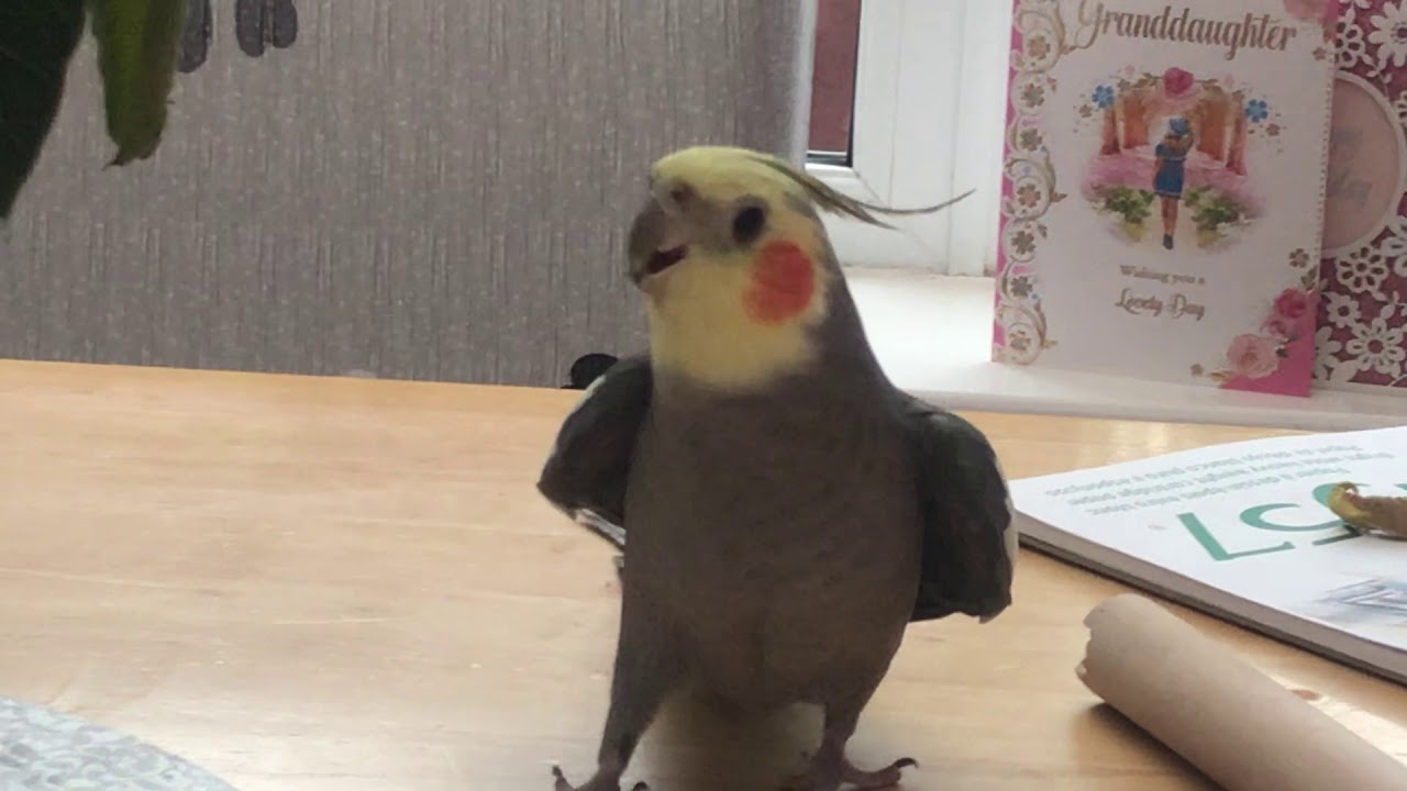 Cockatiel singing if your happy and you know it clap your hands - YouTube
