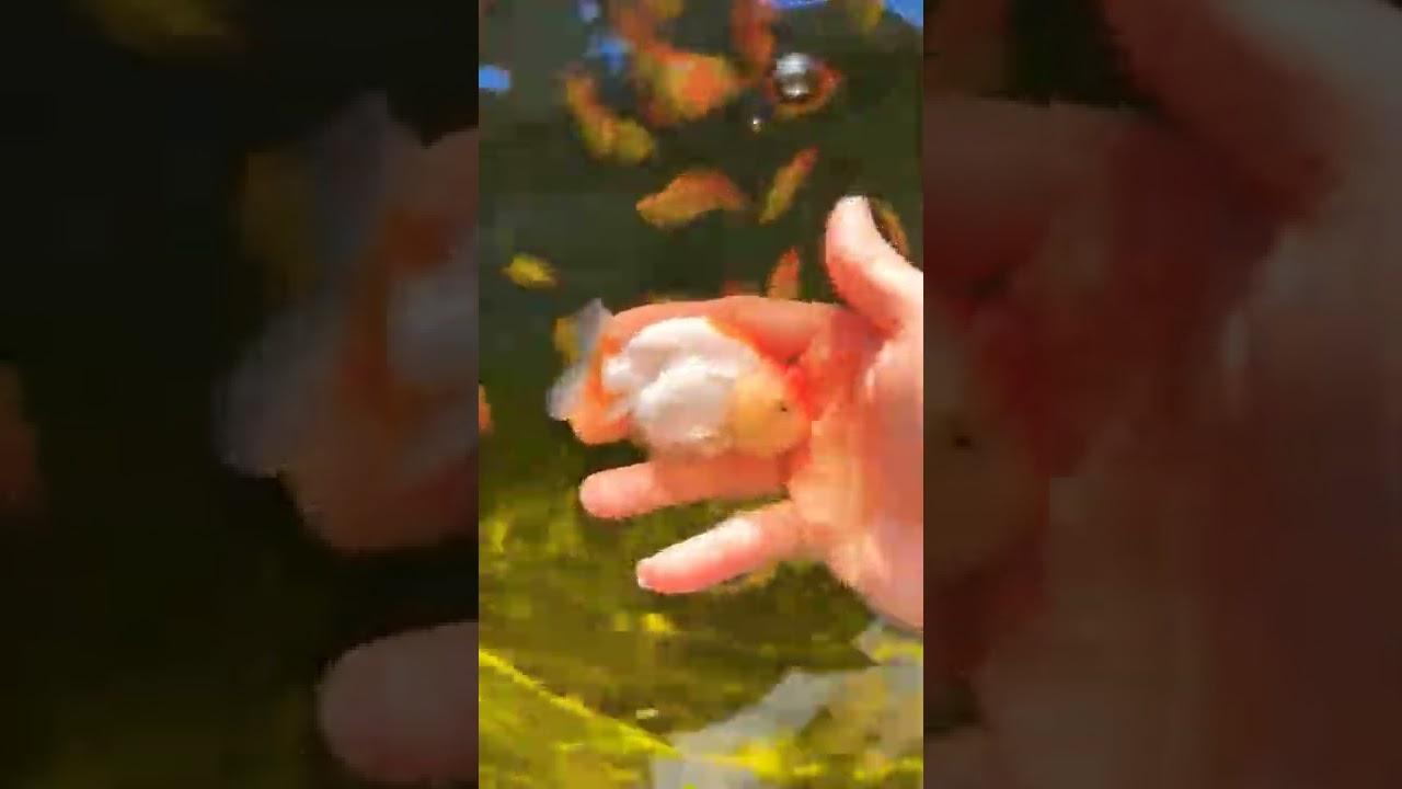 Cute Chubby ranchu from Jimmy Goldfish USA #shorts - YouTube