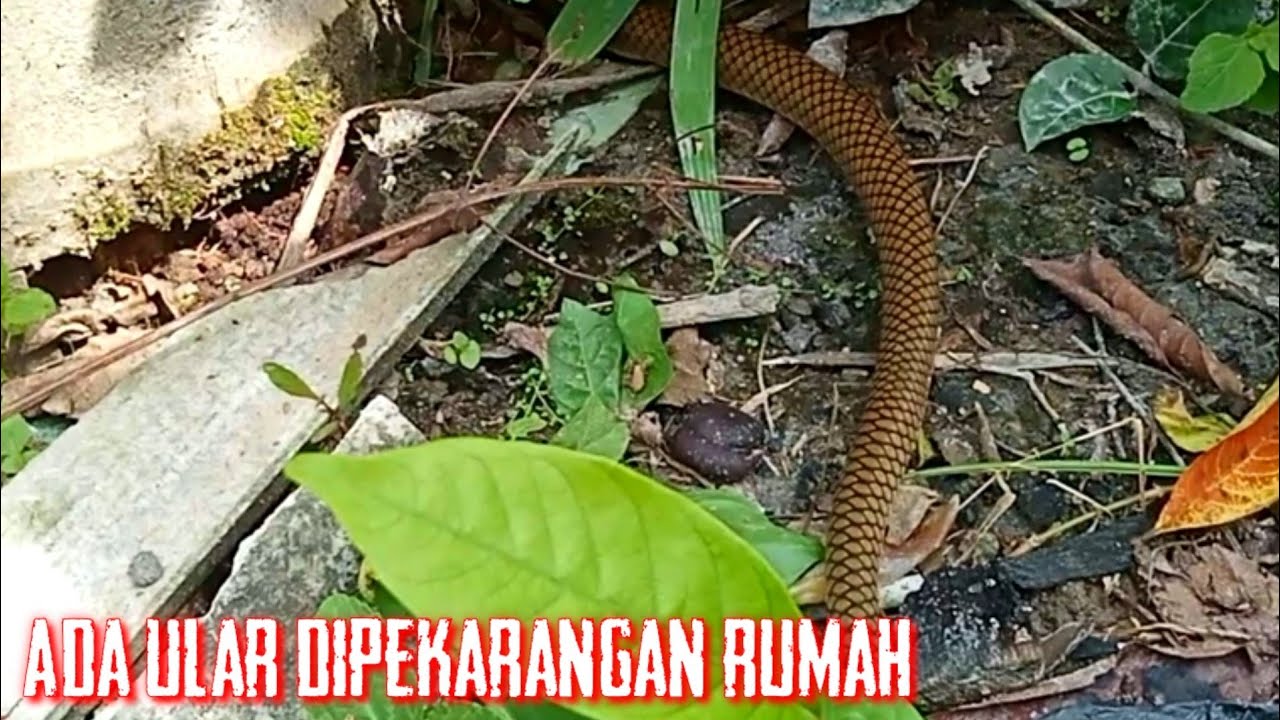 Ular liar ada dipekarangan rumah - YouTube