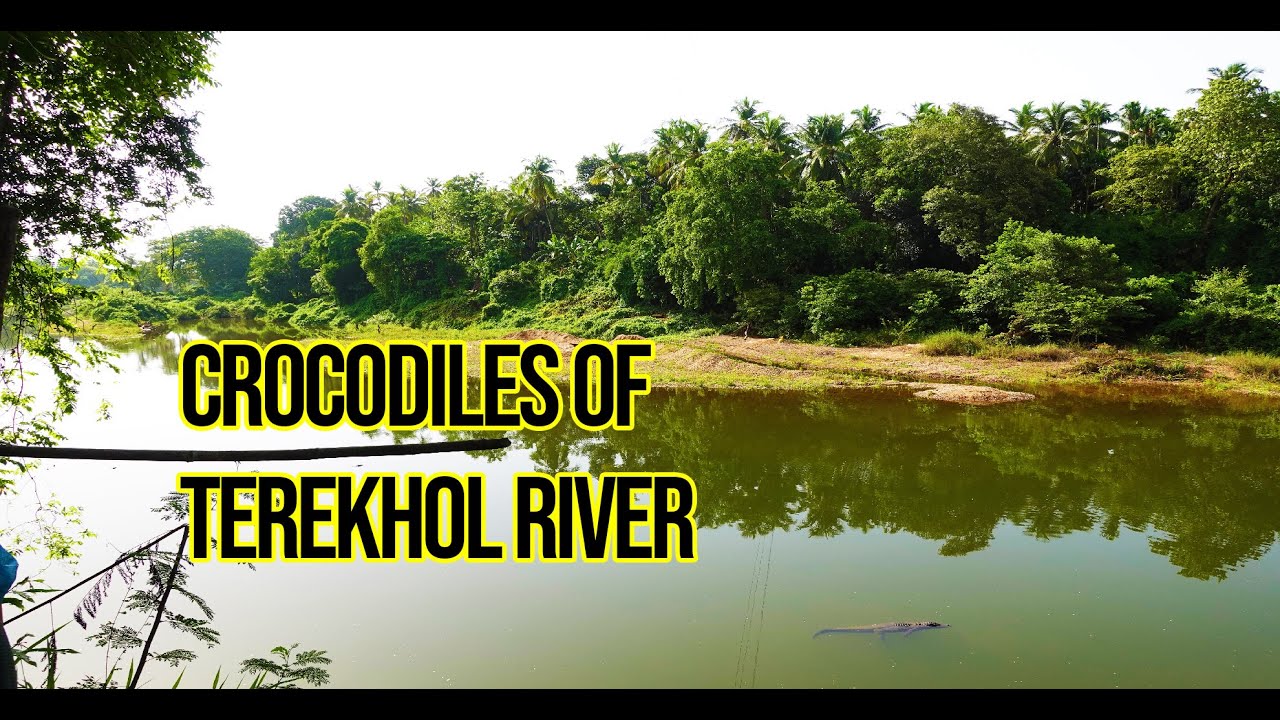 तेरेखोल नदीतील अद्भुत मगरी | Crocodiles of Terekhol River | Crocodile ...