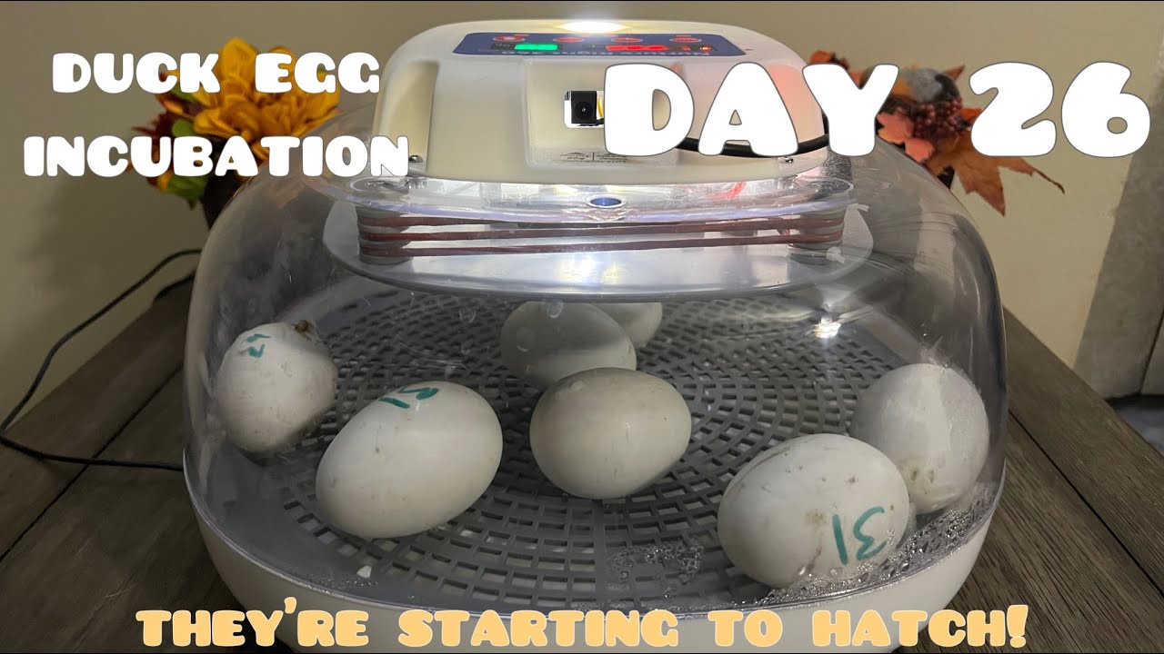 They're starting to COME out! — Duck Egg Incubation Series | Day 26 ...