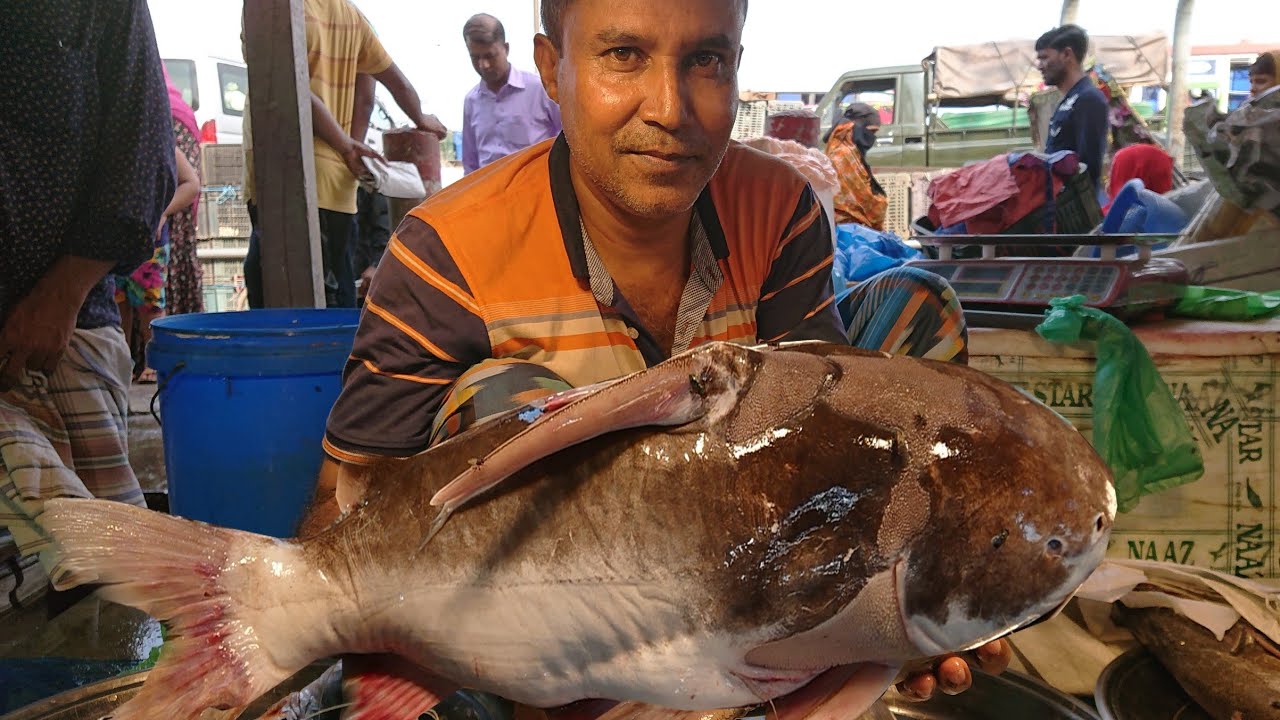 7 KG Rita fish || Big Rita fish || Sea Fish Market || Rita fish price ...