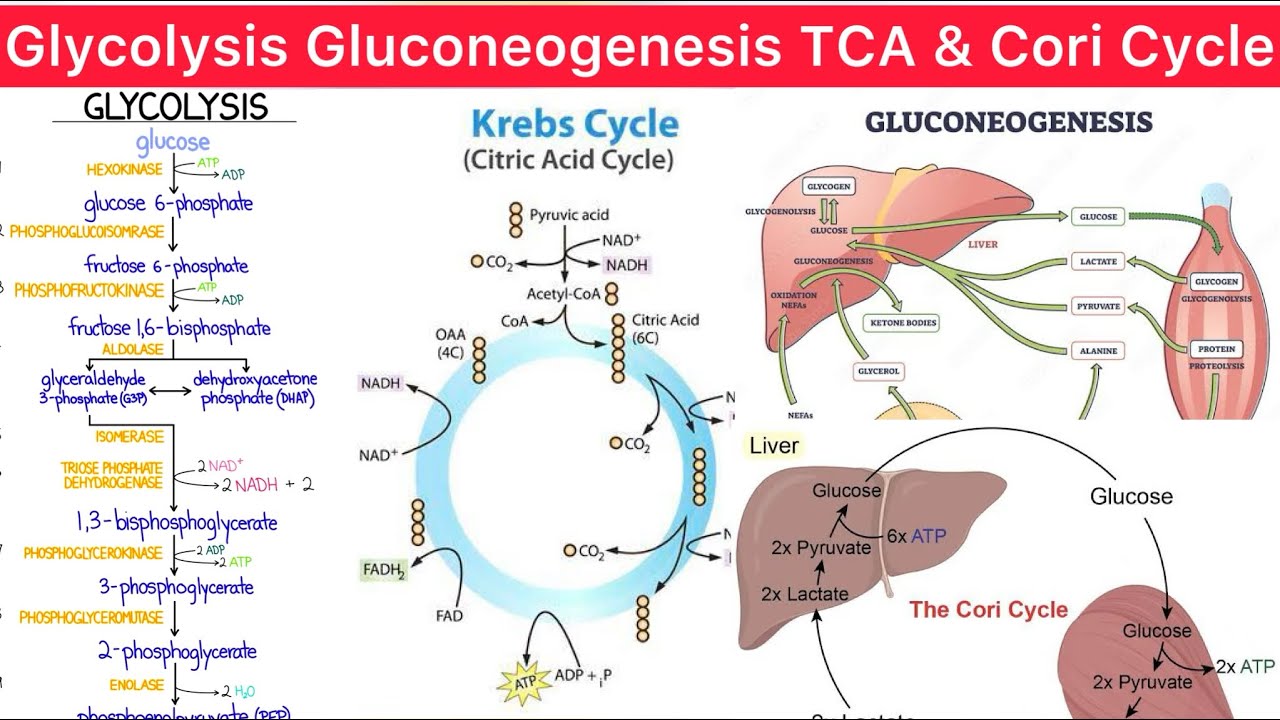 Biochemistry Cycles | Glycolysis | Crebs Cycle/ TCA Cycle ...