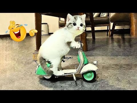 Los animales más divertidos 😂 Los mejores perros y gatos divertidos 😺🐶 ...