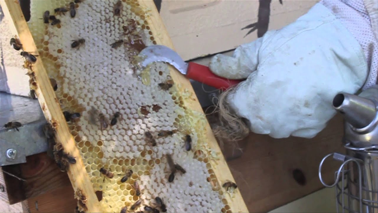 Busy Bee documentary - YouTube