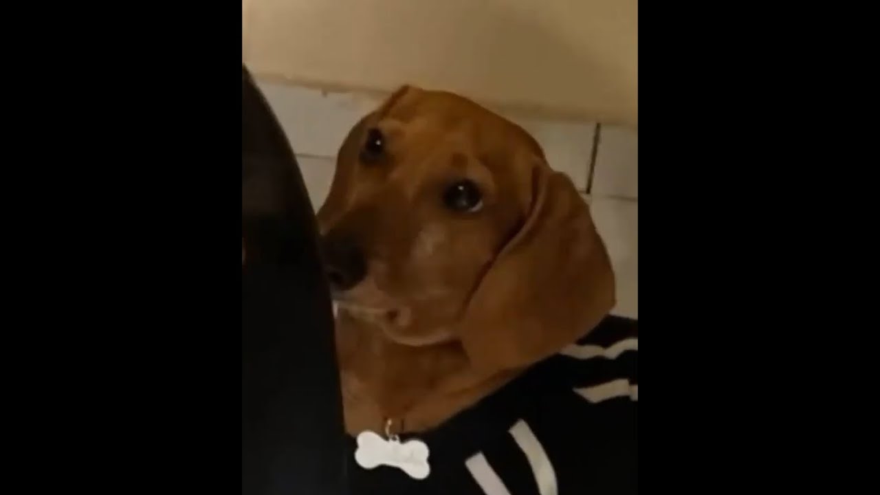 Batalha de RAP versão pet - YouTube