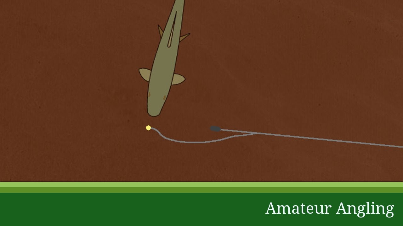 Paternoster rig - Amateur Angling Fishing Glossary - YouTube