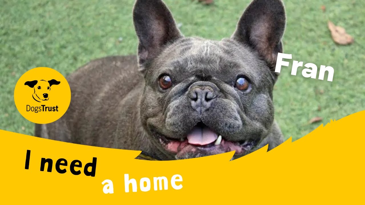 Fran the fabulous French Bulldog | Dogs Trust Merseyside - YouTube