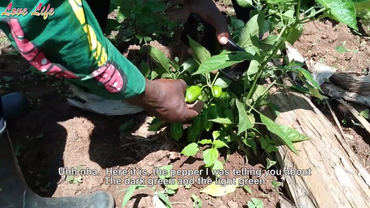 Growing Pepper in Uganda Part 14 | Light Green and Dark Green Hot ...