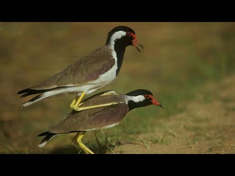 Red-Wattled (Titodi) - YouTube