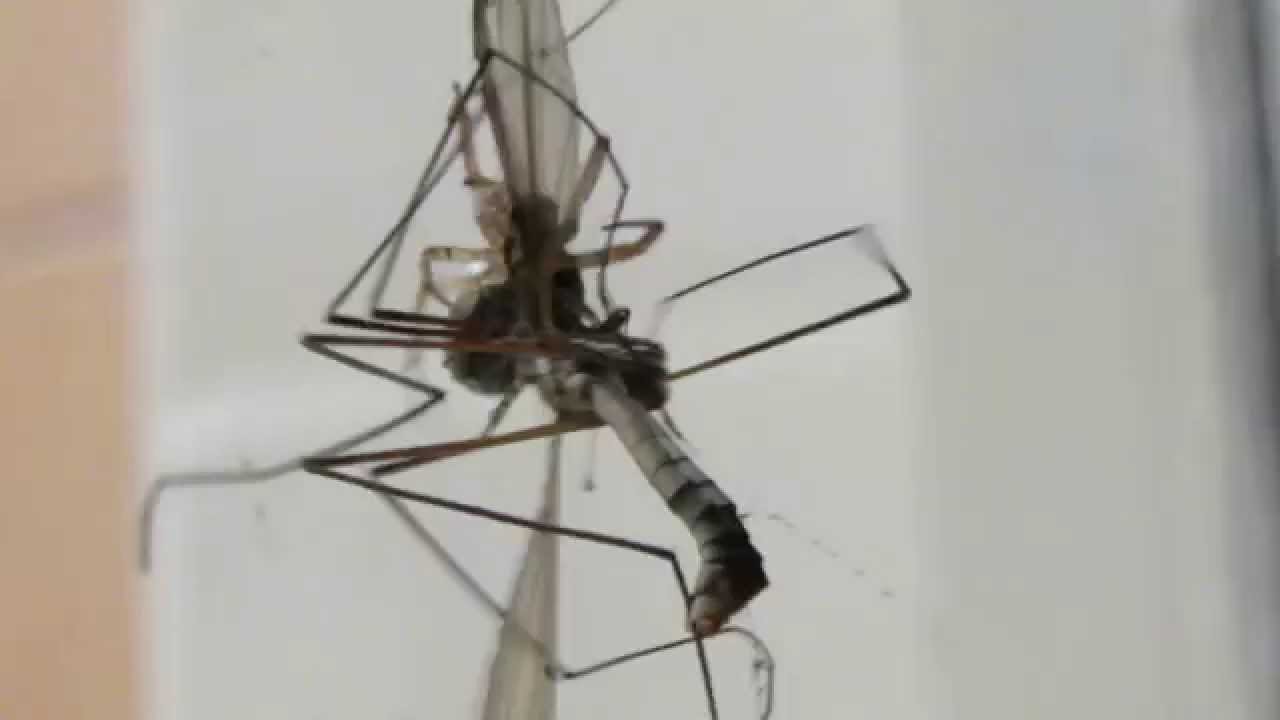 Kruisspin bereidt Langpootmug - YouTube