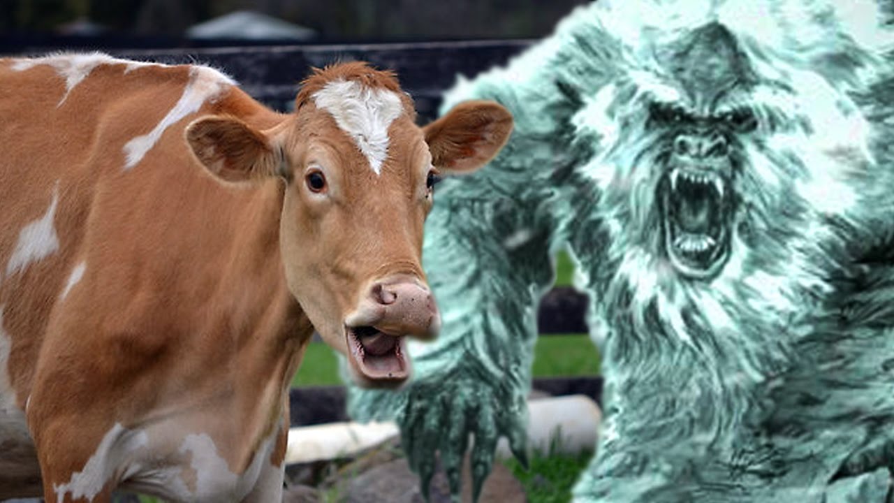 Yeti Seen Frightening Cows In Siberia - YouTube
