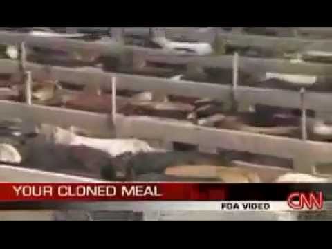 CLONED MEAT - It's in supermarkets already - FDA says No labels ...