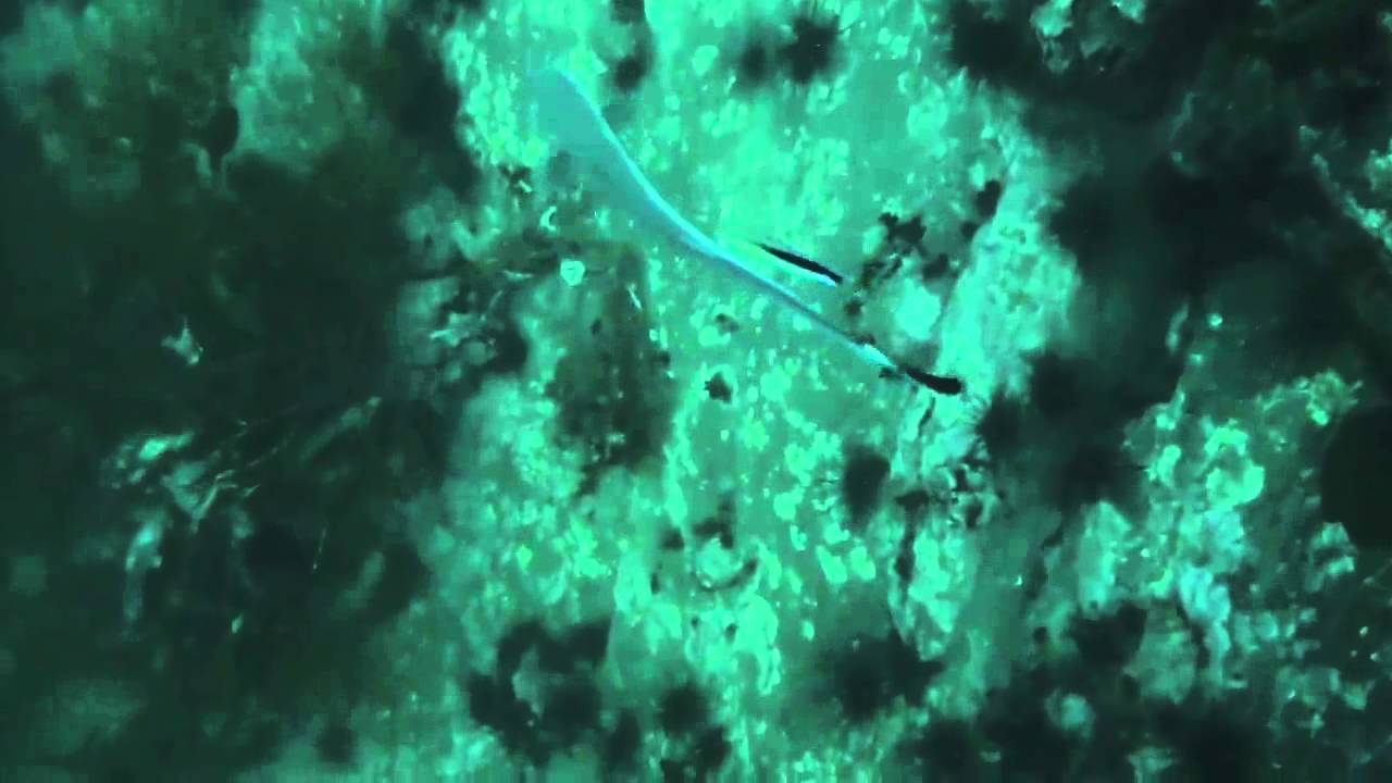 Reef Dive Centre, Chumphon Pinnacle, 25th February 2014 - YouTube