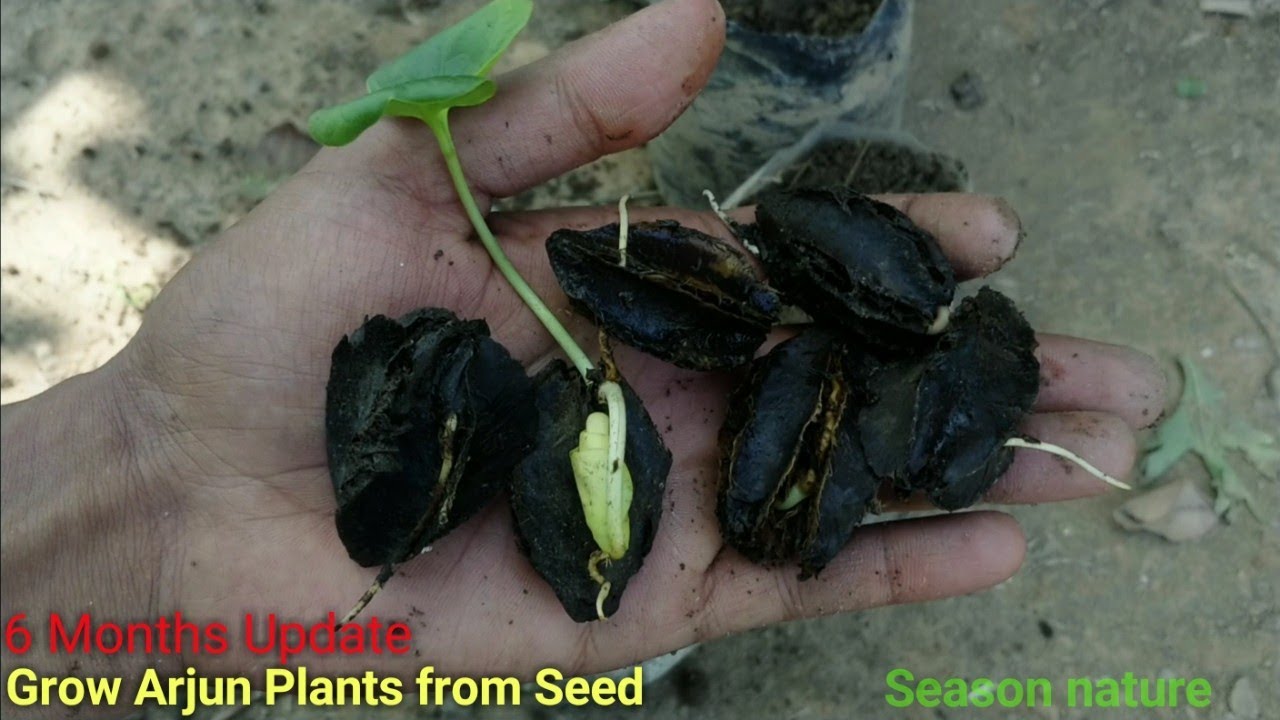 How to grow Arjun plants from seed | अर्जुन के पौधे को बीज से लगाना | 6 Months update - YouTube