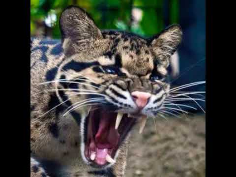 Clouded Leopard Roar 3 🐆 🔊 - YouTube