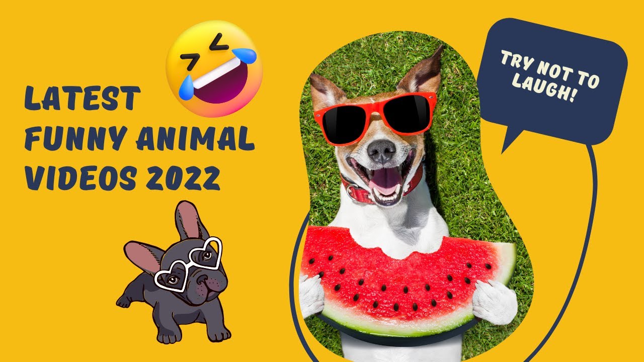 Latest funny animal videos 2022 |Try not to laugh | Funniest Dogs And ...