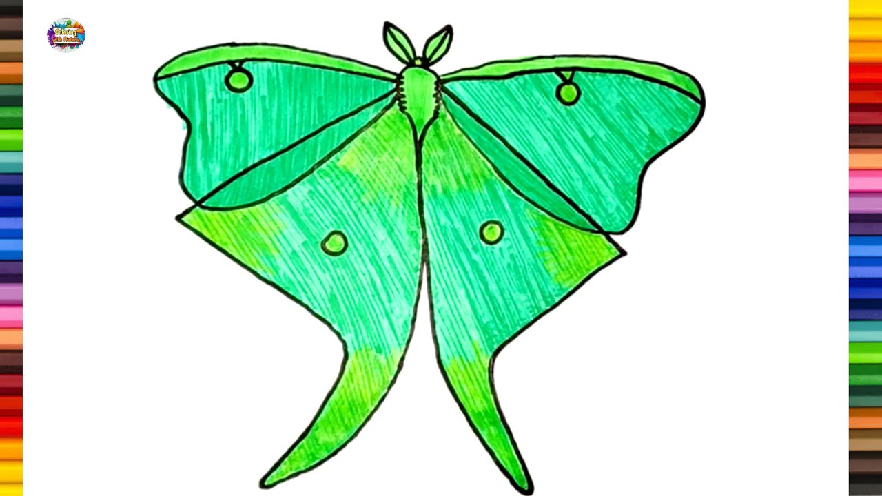 Moth Drawing How to Draw & Color Luna Moth Drawing step by step ...