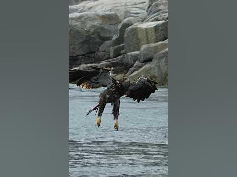 Adult bald eagle swoops right in and steals a fish from an incoming ...