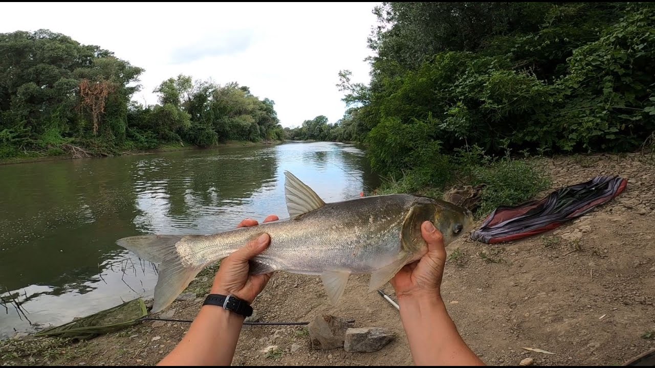 BUSA - PONTY - KESZEG - KÁRÁSZ - Horgászat a Hármas - Körösön. - YouTube