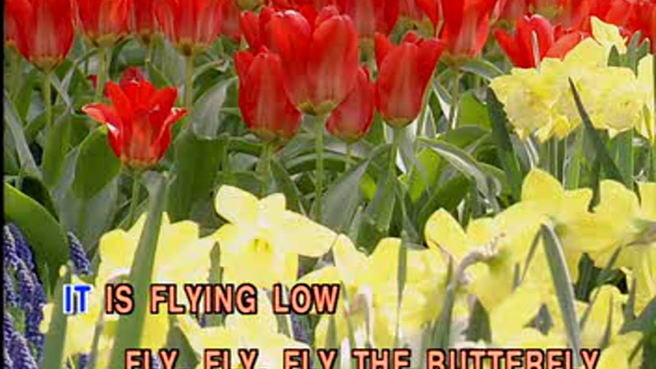 2-16 เพลงเด็ก Children song Karaoke - Fly fly fly The butterfly - YouTube