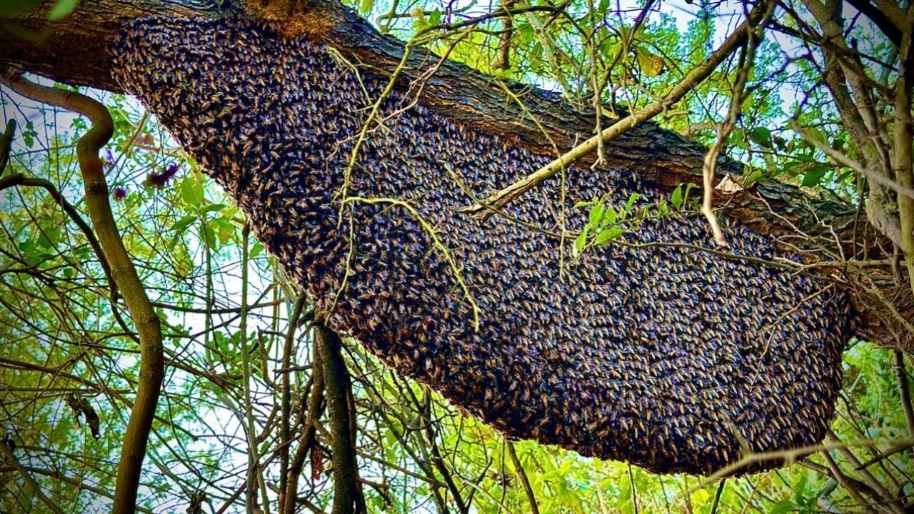 Wild Honey Hunters | Hunting Bee Honey | Honey Hunting | Waqas Bukhsh ...