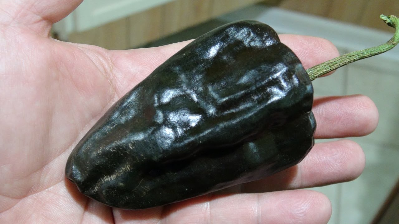Chilhuacle Negro Pepper | Capsicum annuum | Pod Review 2019 RARE! - YouTube