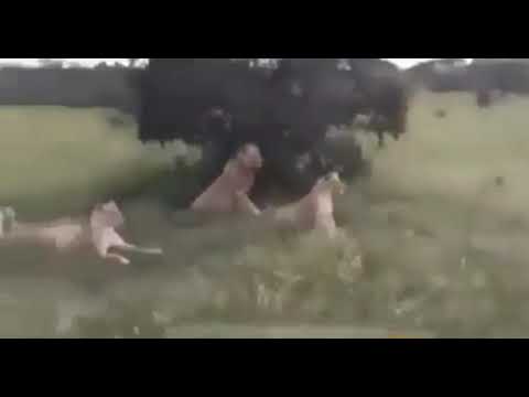 Domuz Aslanları Korkutuyor