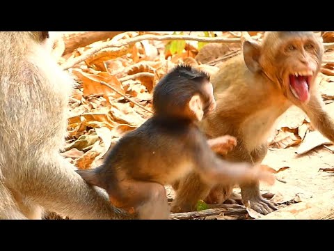 Poor Gino Baby Monkey Vomit | Baby Monkey Exhausted | Baby Monkey ...