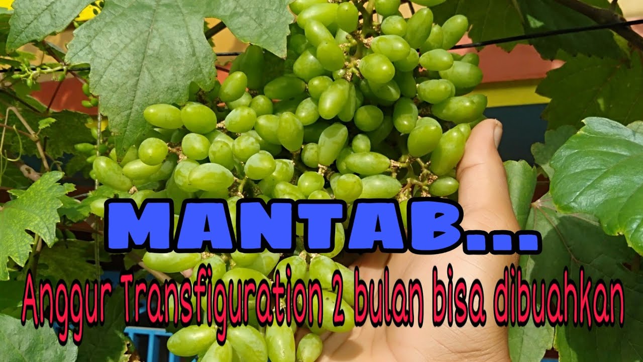 ANGGUR TRANSFIGURATION 2 BULAN BISA BERBUAH - YouTube