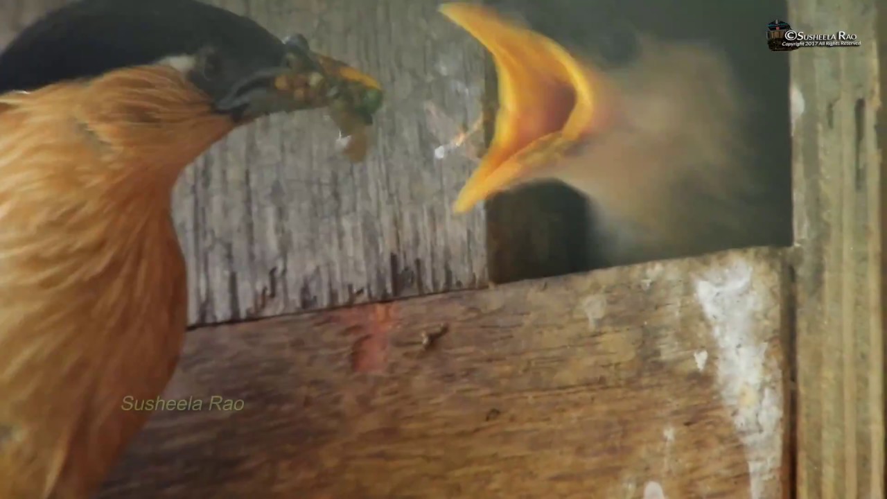 Lucky charm Brahminy Starlings & chicks - closeup video (Nikon capture ...