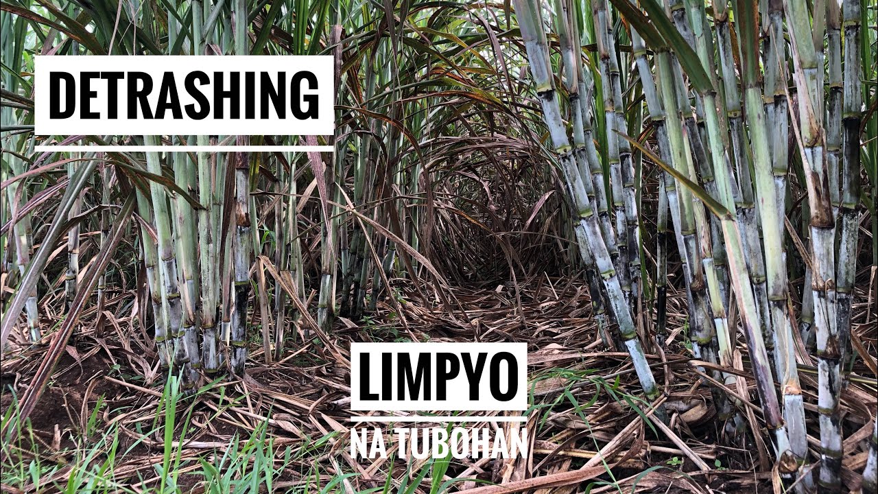 Sugarcane Detrashing | Optional stage para sa tubohan - YouTube