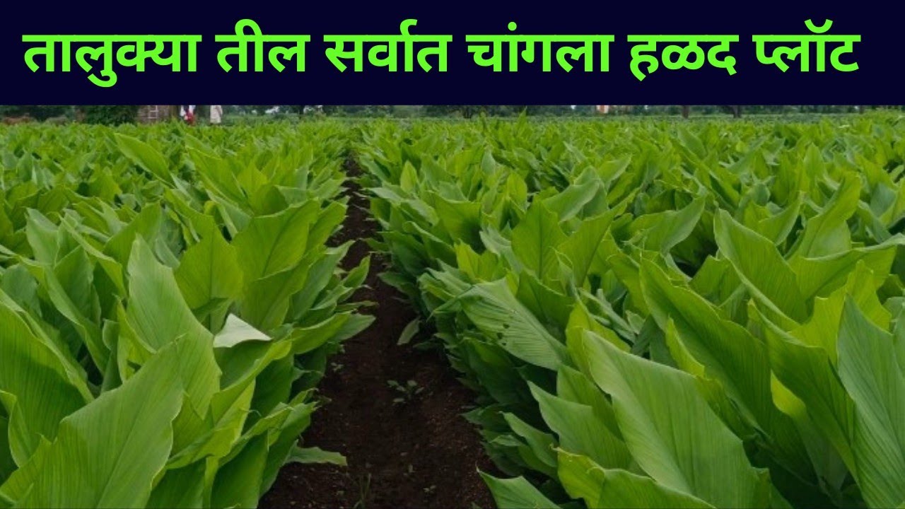 तालुक्यातील सर्वात चांगला हळदीचा प्लॉट ll Best Halad Plot - YouTube