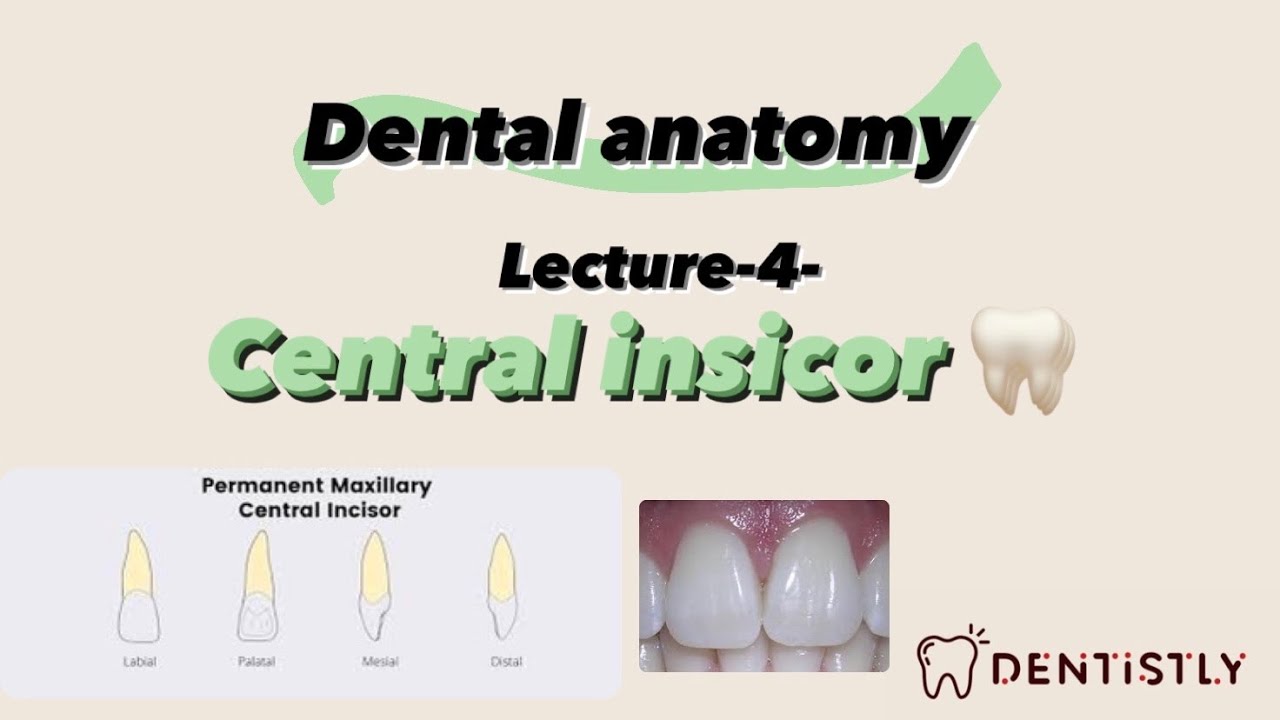 Dental anatomy |Lecture 4| Maxillary central insicor. - YouTube