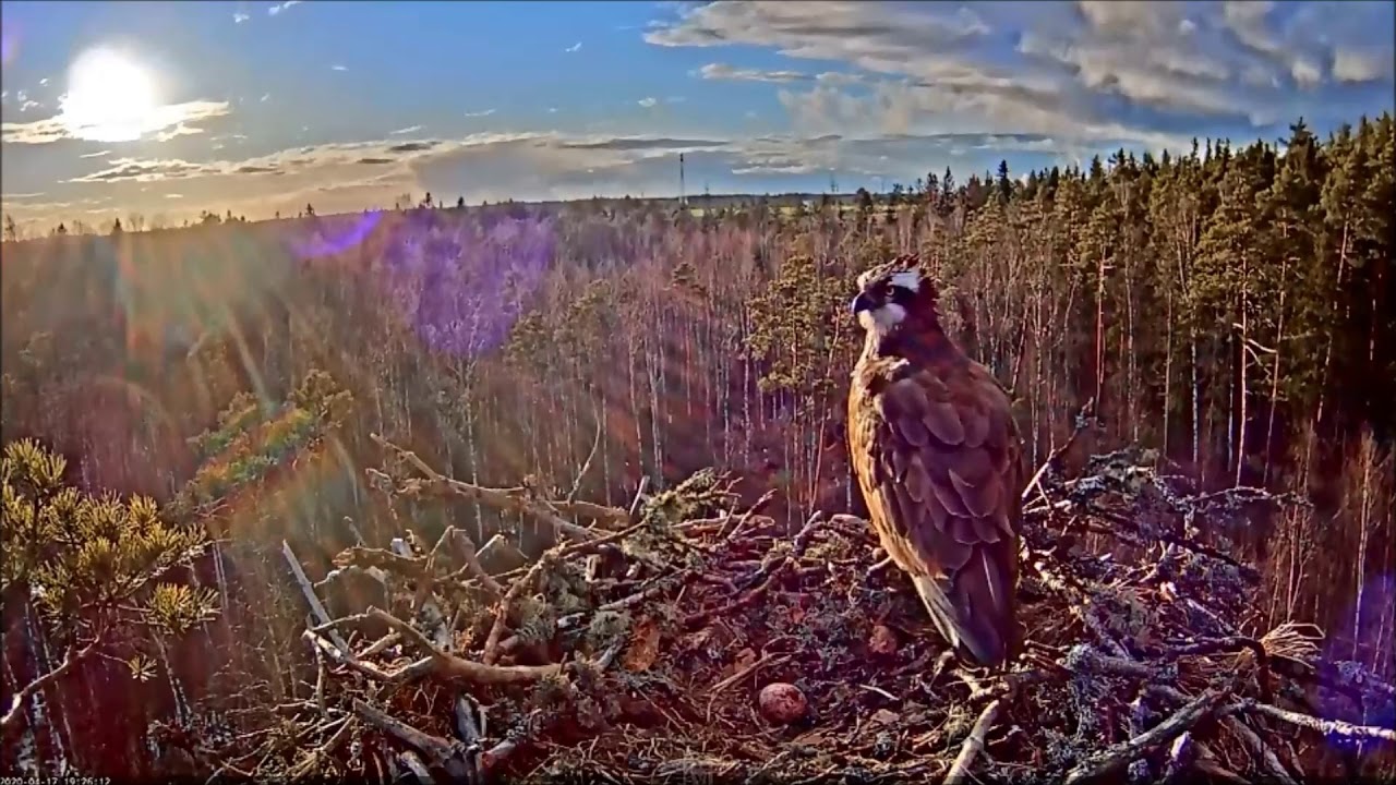 Kalakotkas::Pandion haliaetus - YouTube