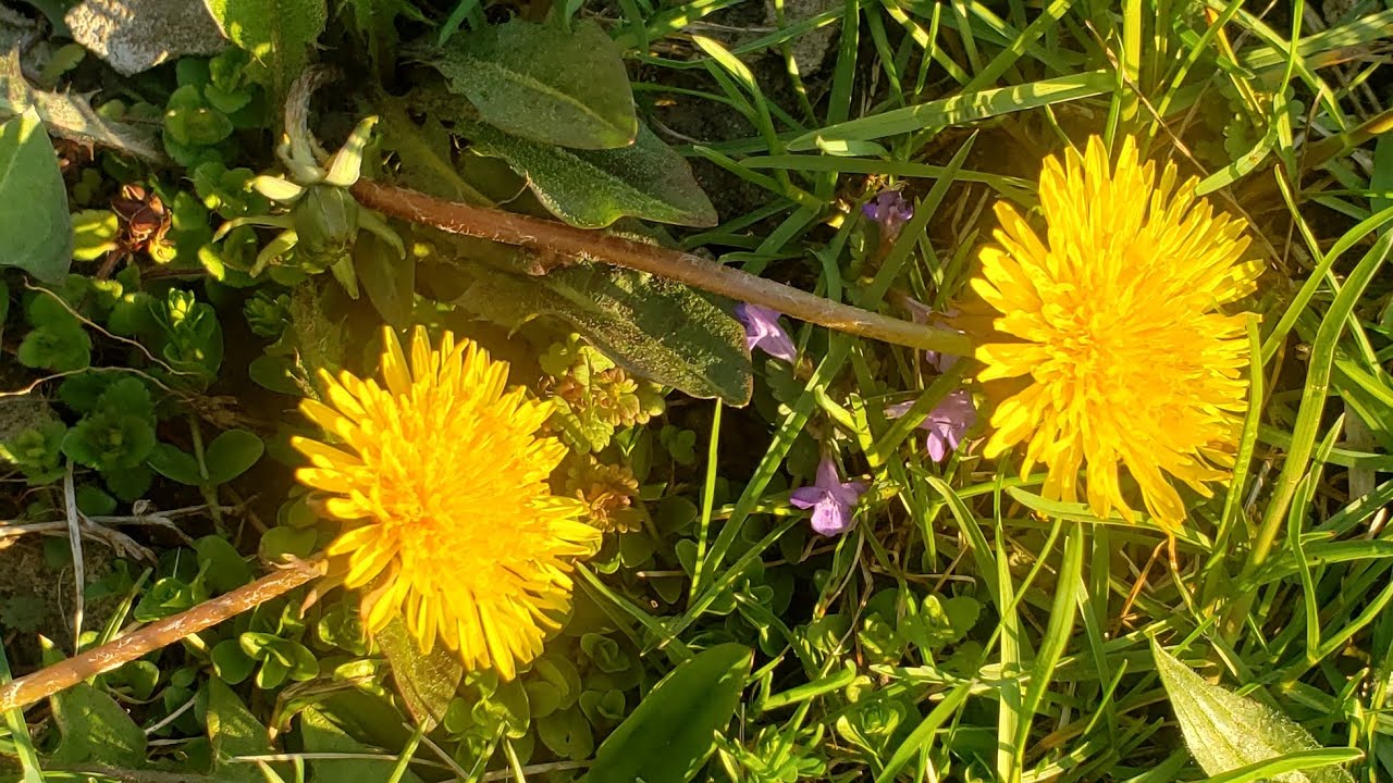 Chypho - Dewdrop - YouTube