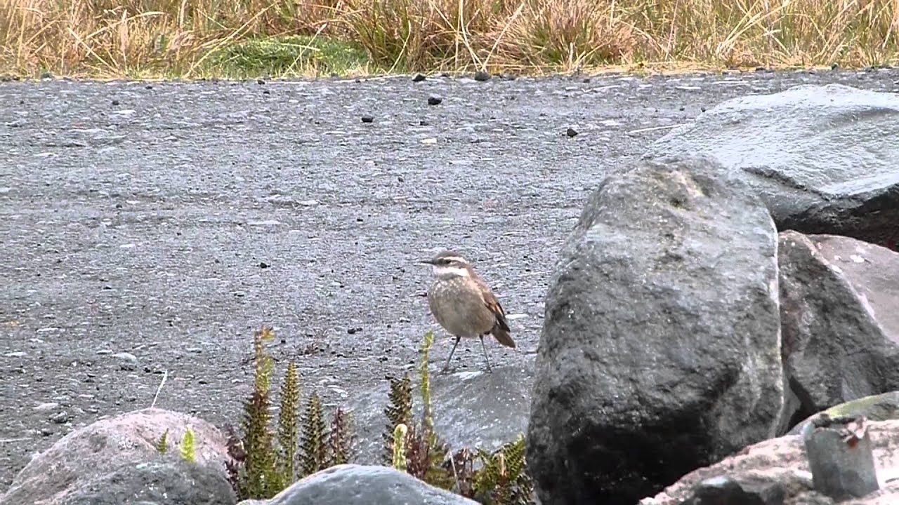Buff-winged Cinclodes (Cinclodes fuscus) by Charlie Vogt - YouTube