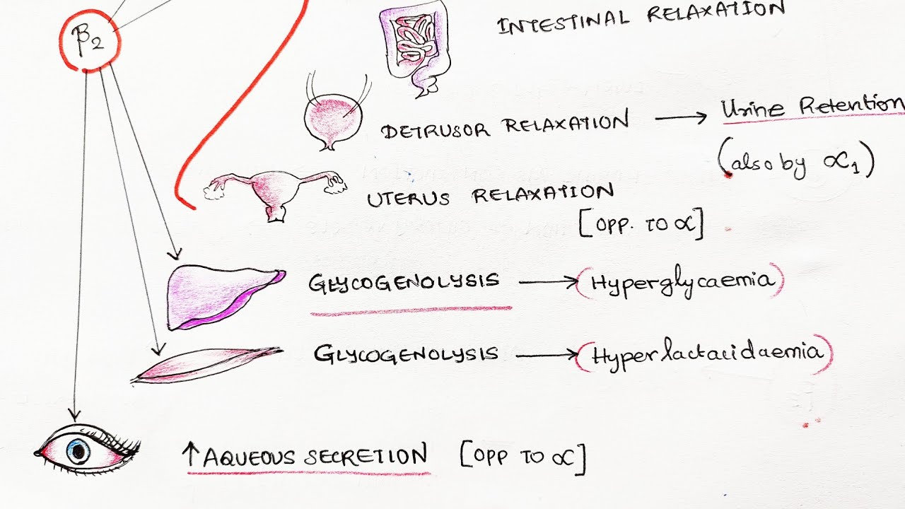 Adrenergic System: Adrenaline and Drugs - Pharmacology - YouTube