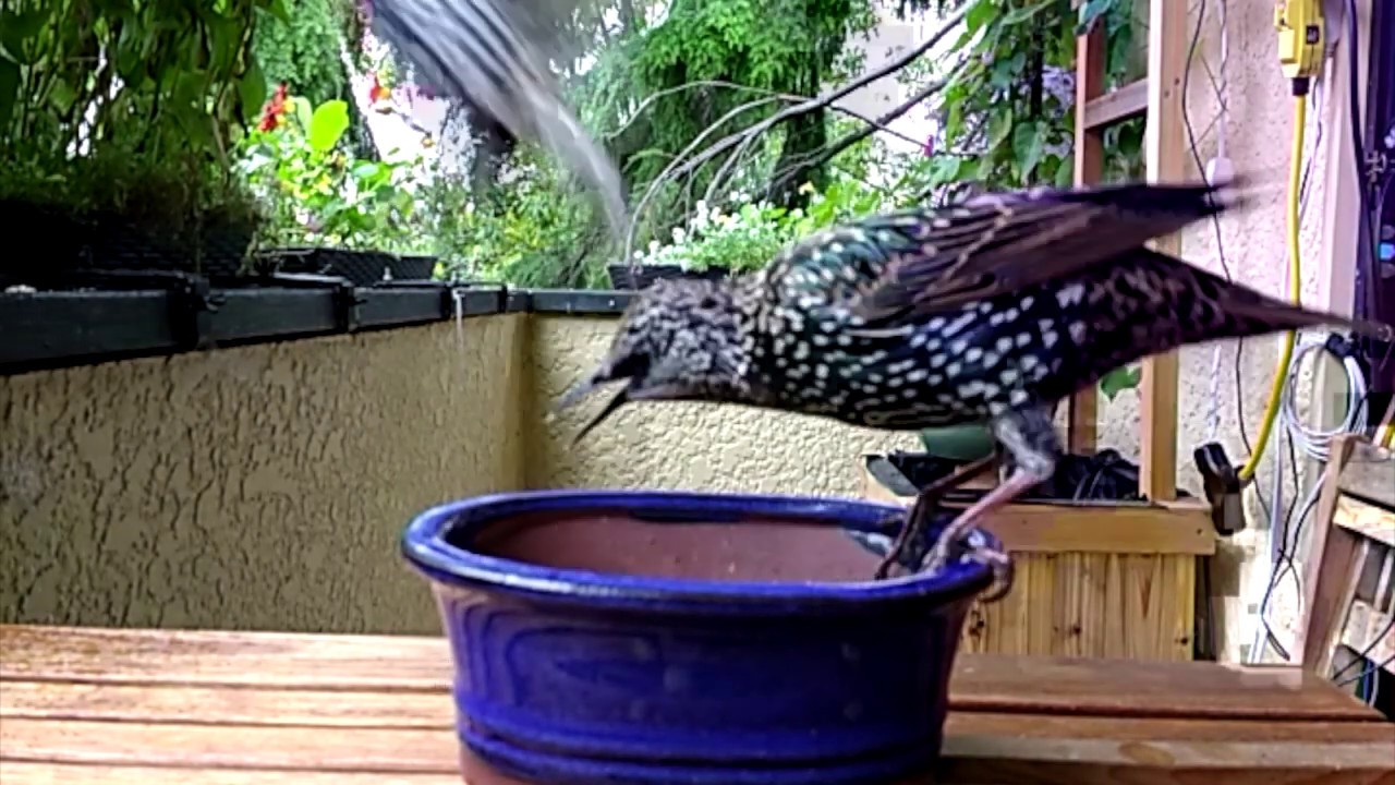 Drama! Chickadee vs Red Breasted Nuthatch - YouTube