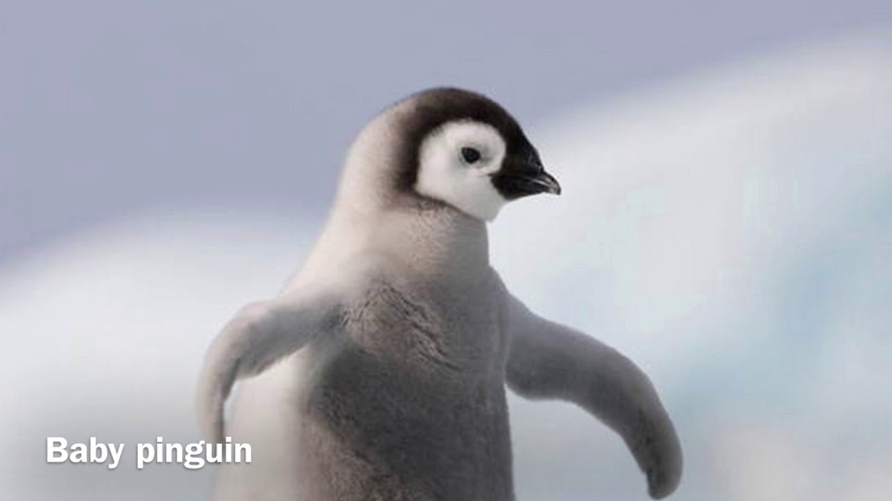 10 baby animals that will make you happy - YouTube